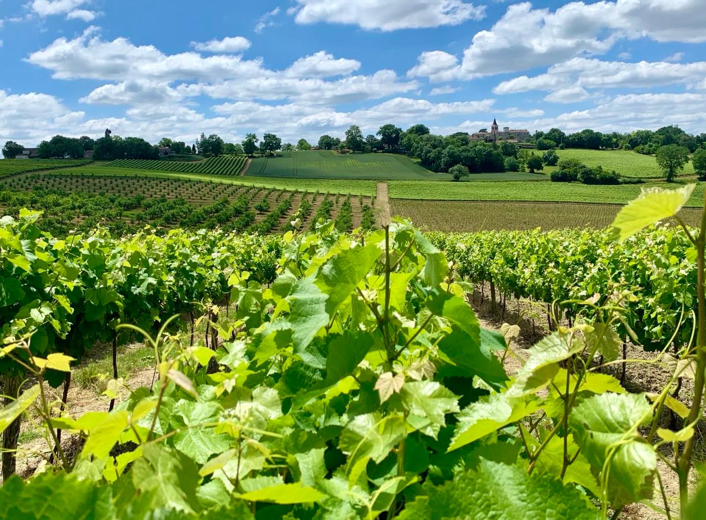 Vins IGP Côtes de Gascogne